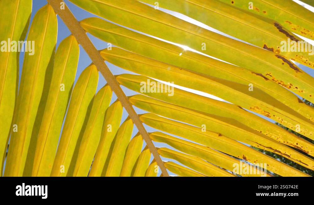 Caribbean palm leaf Stock Videos & Footage - HD and 4K Video Clips - Alamy