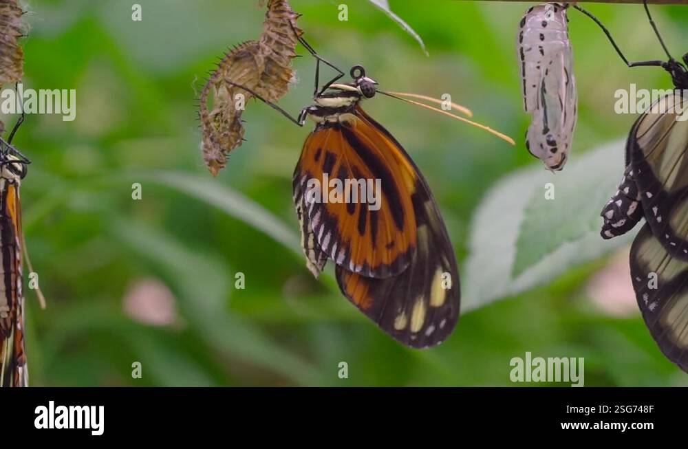 Monarch butterfly hatching Stock Videos & Footage - HD and 4K Video ...