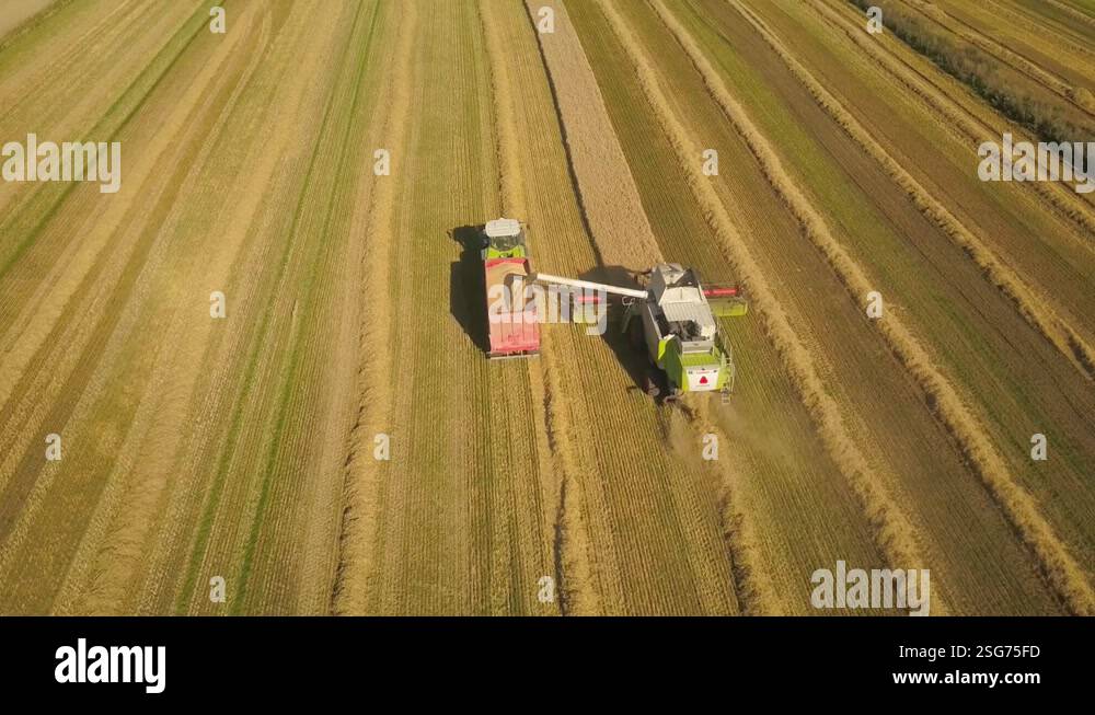 Tractor With Trailer Running Beside Claas Brand Forager Harvesting At ...