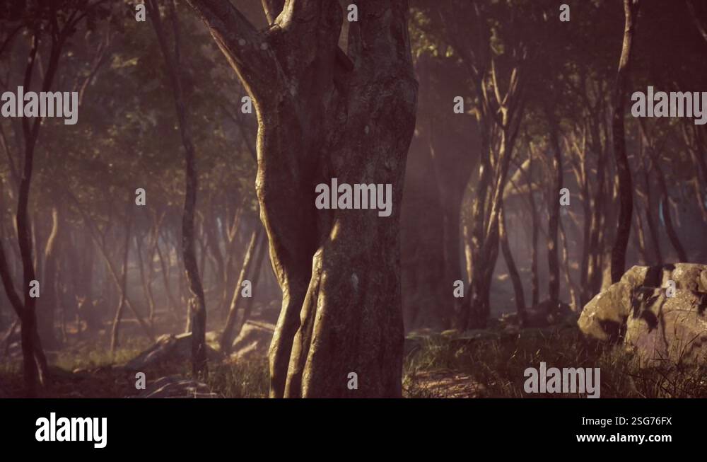 creepy mystic magic deep forest Stock Video Footage - Alamy