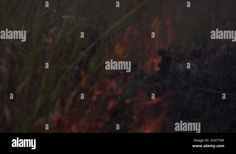 Drought and deforestation result in wildfires in the Amazon rainforest ...