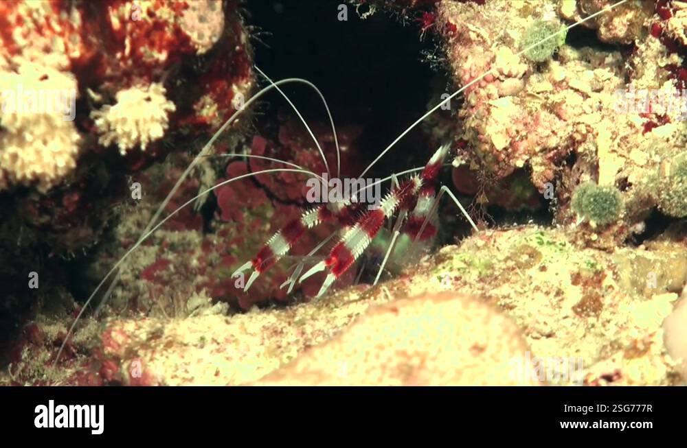 Banded cleaner shrimp on coral reef at night Stock Video Footage - Alamy