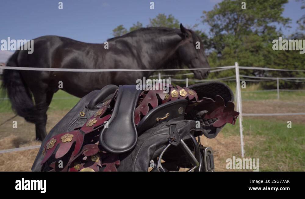 Costume Saddle Of Rider Actor In Front Of Black Friesian Horse - Static ...