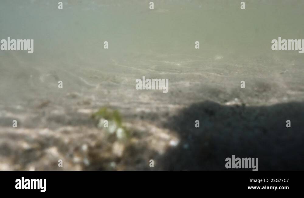 Static underwater shot of tidal currents in the North Sea with a sandy ...
