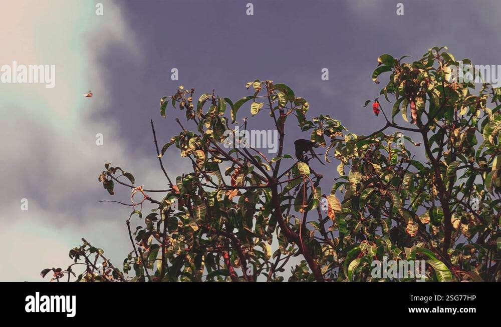 Black Drongo Asian Passerine Bird On Mango Tree Color Graded 4K Stock ...