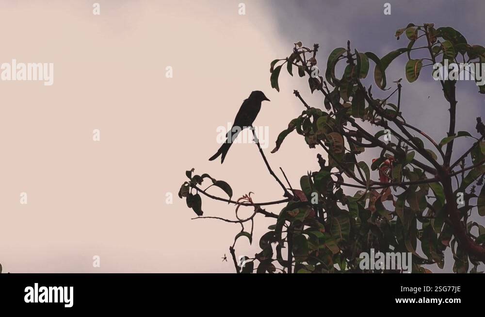 Black Drongo Asian Passerine Bird On Mango Tree Attacking Insects 4K ...