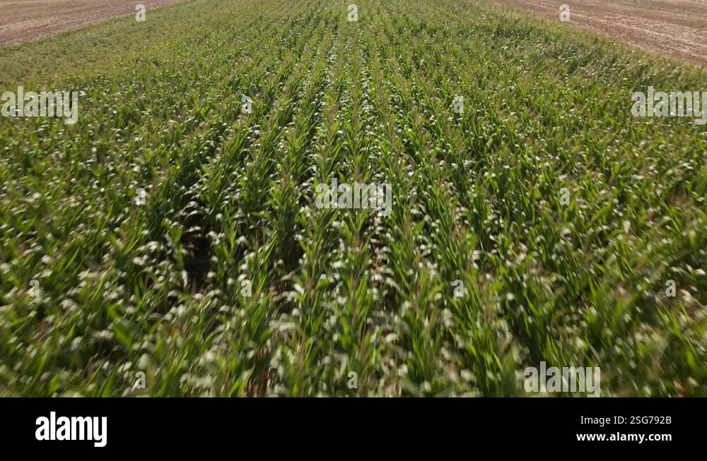Long corn Stock Videos & Footage - HD and 4K Video Clips - Alamy