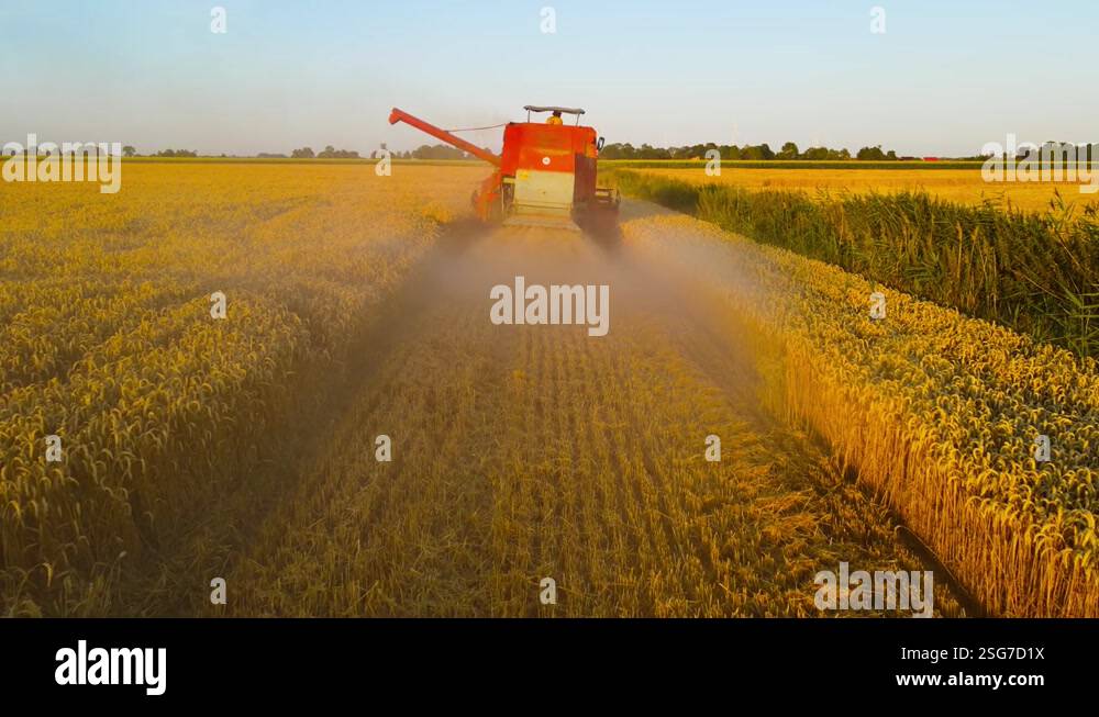 Back view machine cut wheat crop in rural field, collects ripe grains ...
