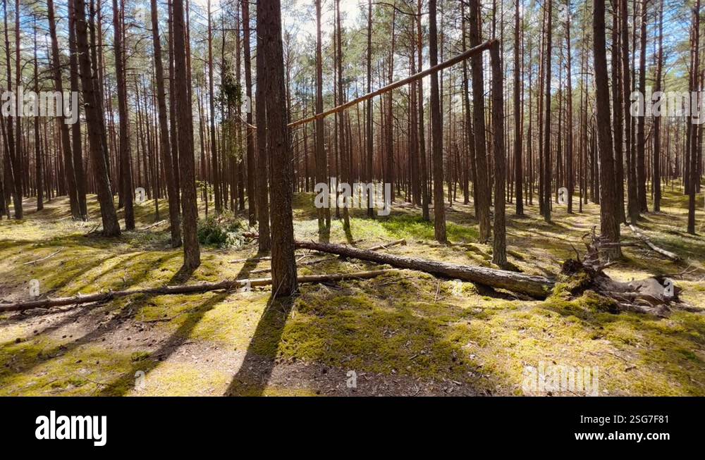 Fallen trees after a storm in a baltic forest near the sea Stock Video ...