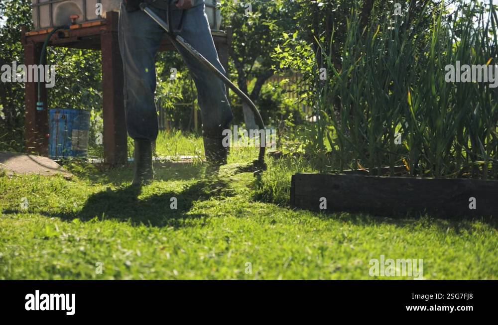 Male gardener mowing green lawn with manual gas grass mower, garden ...