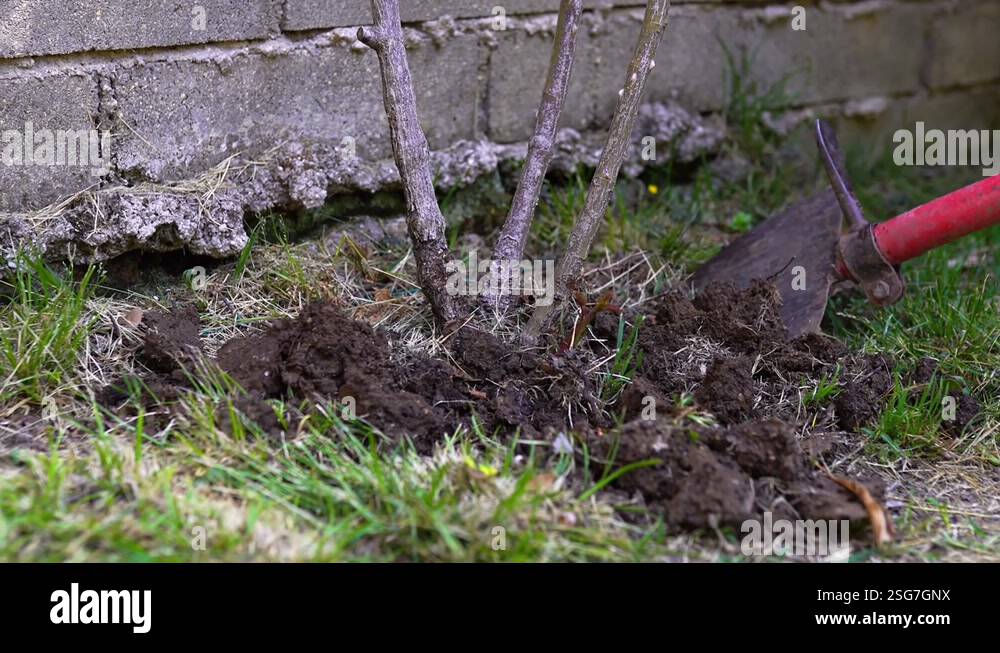 Springtime works on plants and flowerbed plantation, digging black ...