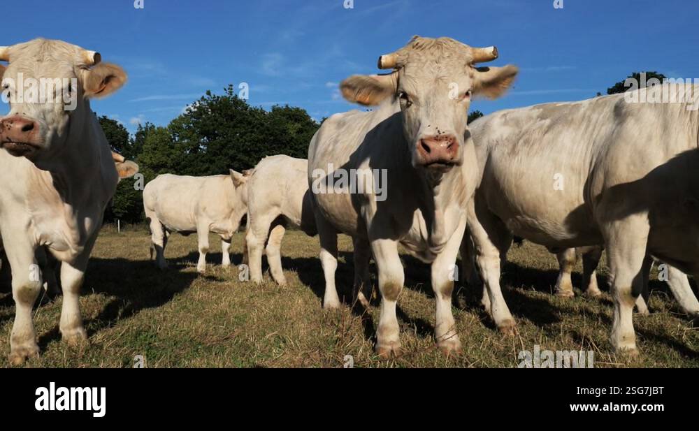 The Charolais is the second-most numerous cattle breed in France Stock ...