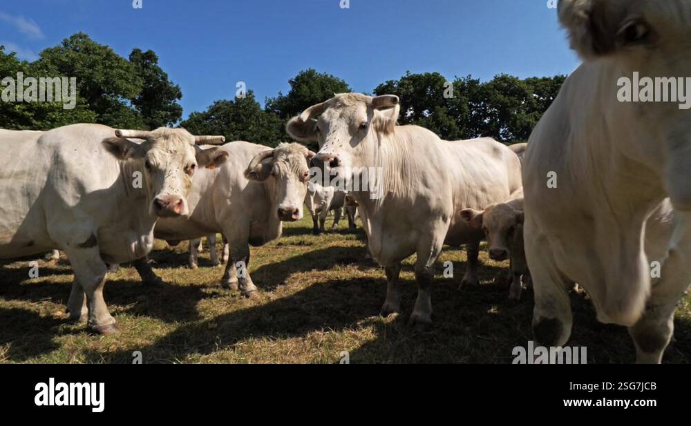 The Charolais is the second-most numerous cattle breed in France Stock ...