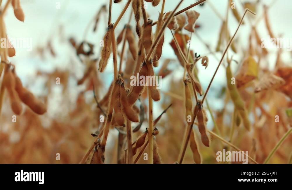 Field Soybean Before Harvest. Farmer Field Inspects Soy Agriculture ...