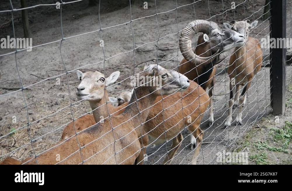 Close up of a goat in the zoo or in a farmyard. countryside or village ...