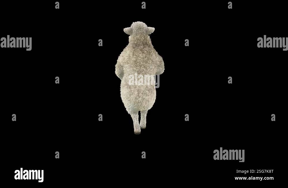 Sheep Dancing, with Alpha matte Stock Video Footage - Alamy