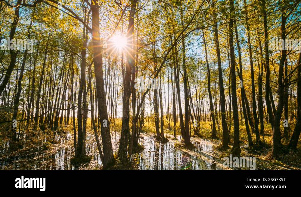 4K Forest Trees Woods Standing In Flood Water After Autumn Rains ...
