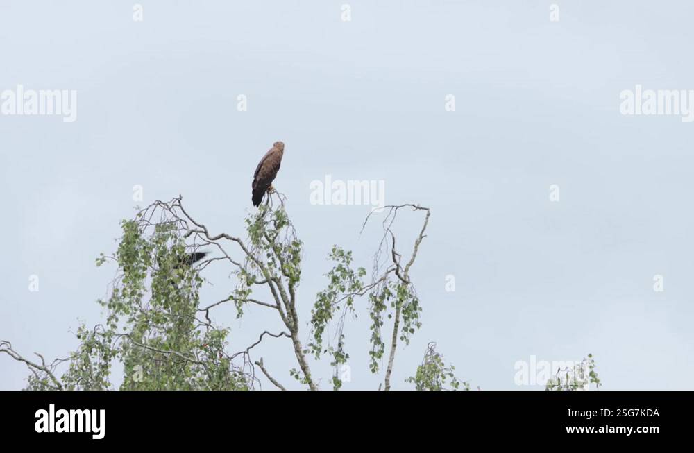 Watchful Lesser spotted eagle on top of a tree Stock Video Footage - Alamy