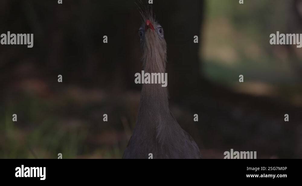 Seriema bird - red legged seriema - turns head and looks directly into ...
