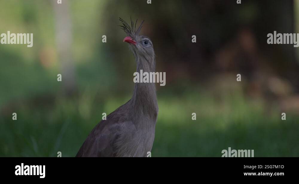 Seriema bird red legged stands still and turns head to face camera ...