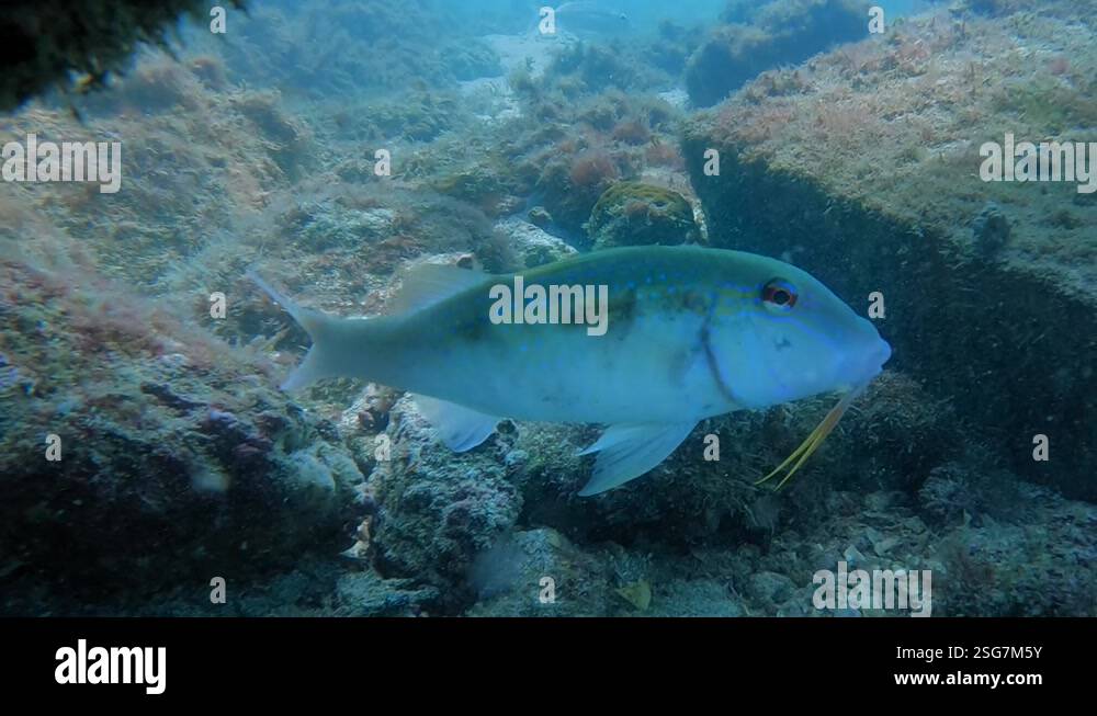Yellow Gulper Catfish swimming off the coast of Brazil Stock Video ...