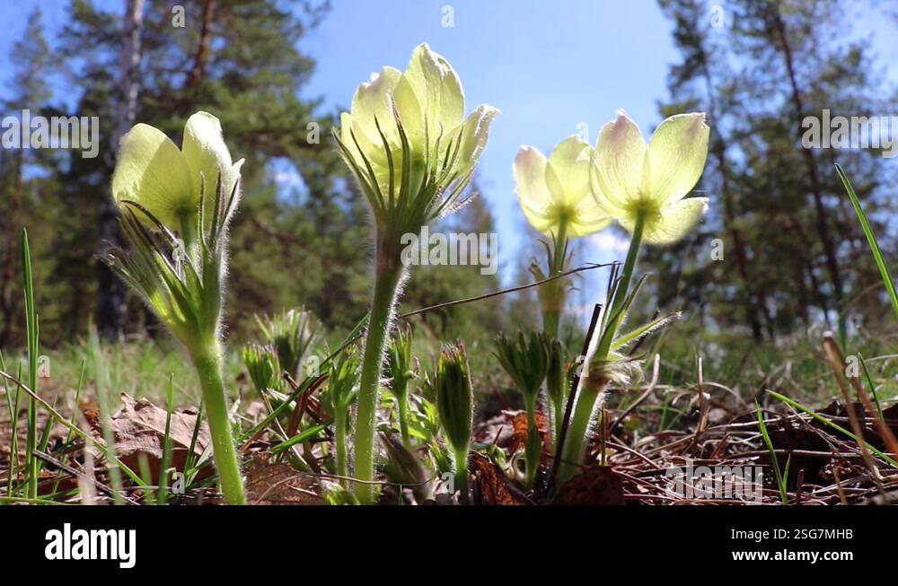 Yellow spring pasque flower (Pulsatilla orientali-sibirica) sways in ...