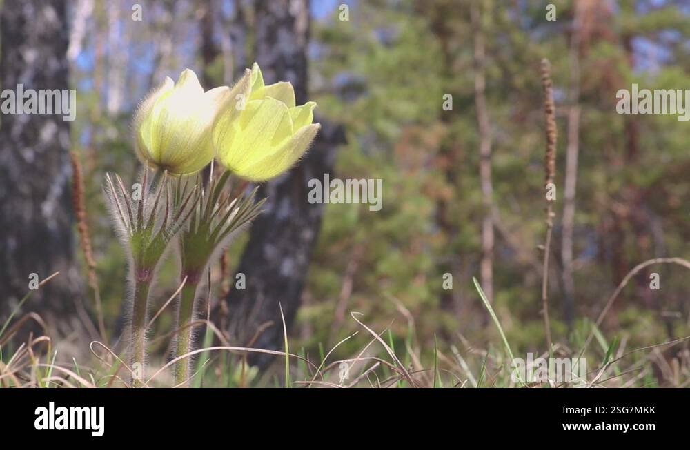 Loop video - Yellow spring pasque flower (Pulsatilla orientali-sibirica ...