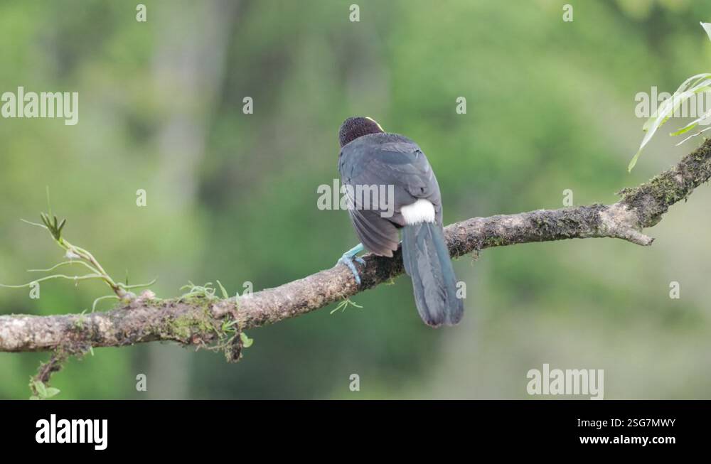 rear view of a keel-billed toucan perching on a branch and looking ...