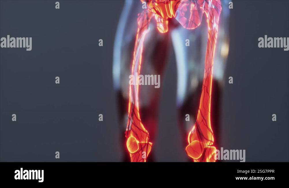 Human skeleton bones and joints medical scan Stock Video Footage - Alamy