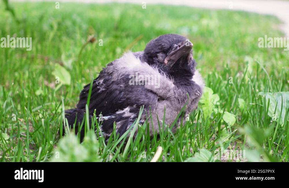 Crow chick that has fallen out of nest with blind eyes sits in grass ...