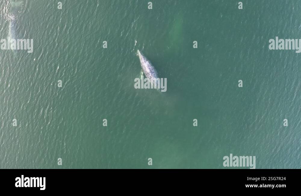 Beautiful Aerial Bird's Eye View of Gray Whales in Natural Ocean ...