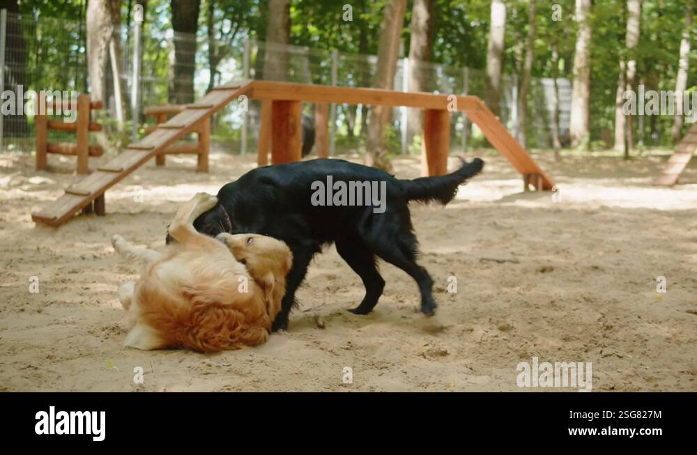Golden retriever playing with black labrador in playground. Dogs having ...