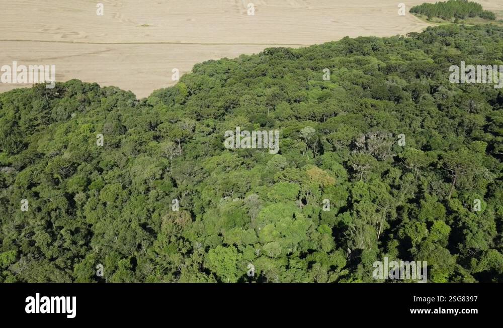 Brazil forests Stock Videos & Footage - HD and 4K Video Clips - Alamy