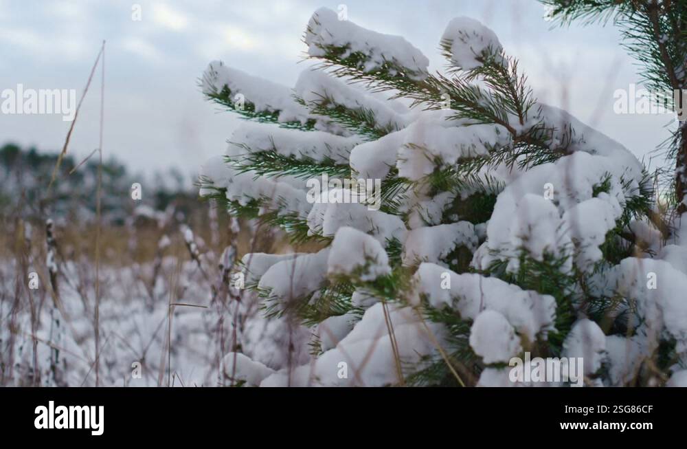 Snow covered spruce branch at winter close up. White soft snow lying on ...