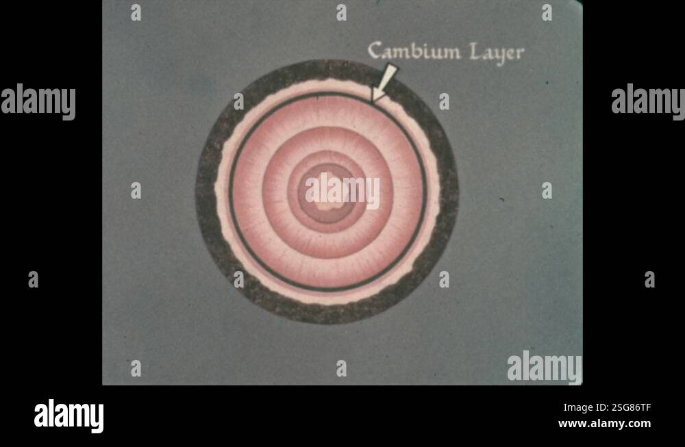 1960s: Animation of tree cross section, arrows and labels appear. Rows ...