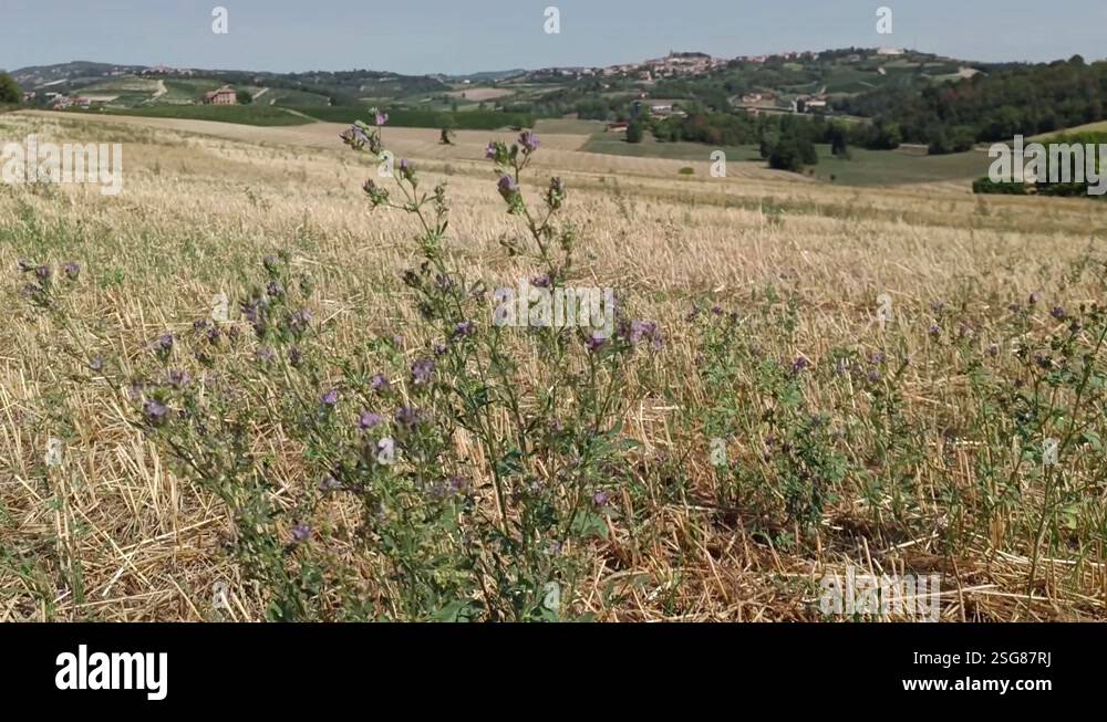 Dry Field in Italy during Hot Summer Time Stock Video Footage - Alamy