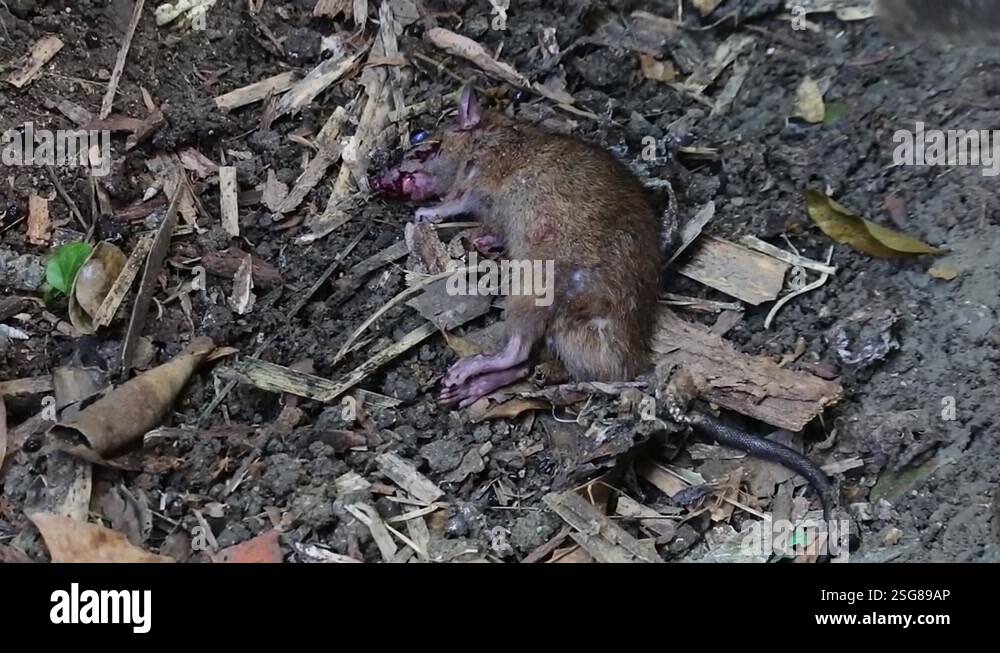 A rat is dying on the ground after being attacked by a venomous snake ...