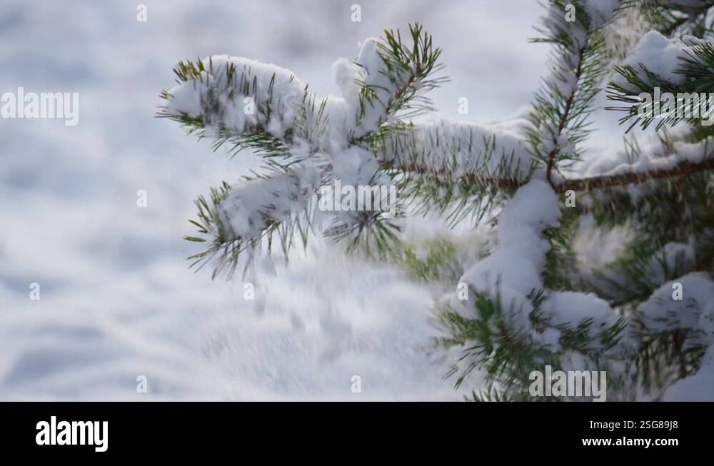 Snowy pine branch swaying on cold wind shaking off layer white snow ...