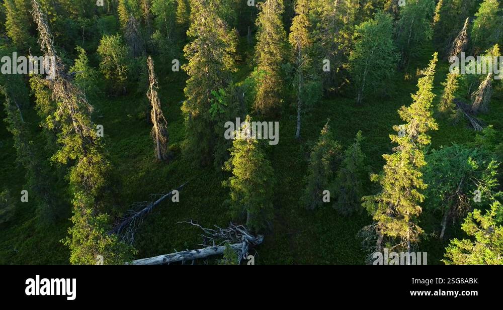 Moving backwards over beautiful forest in Riisitunturi National Park ...