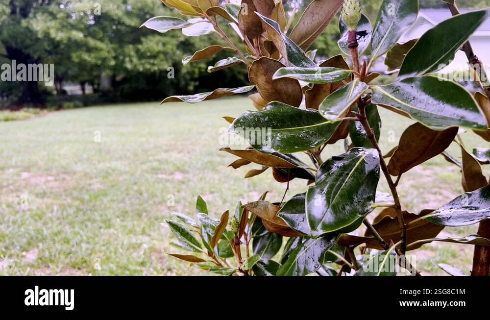 Gem tree Stock Videos & Footage - HD and 4K Video Clips - Alamy