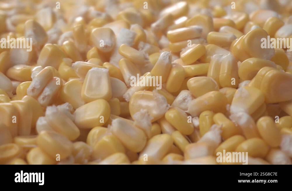 Maize or corn has become a staple food in many parts of the world Stock ...