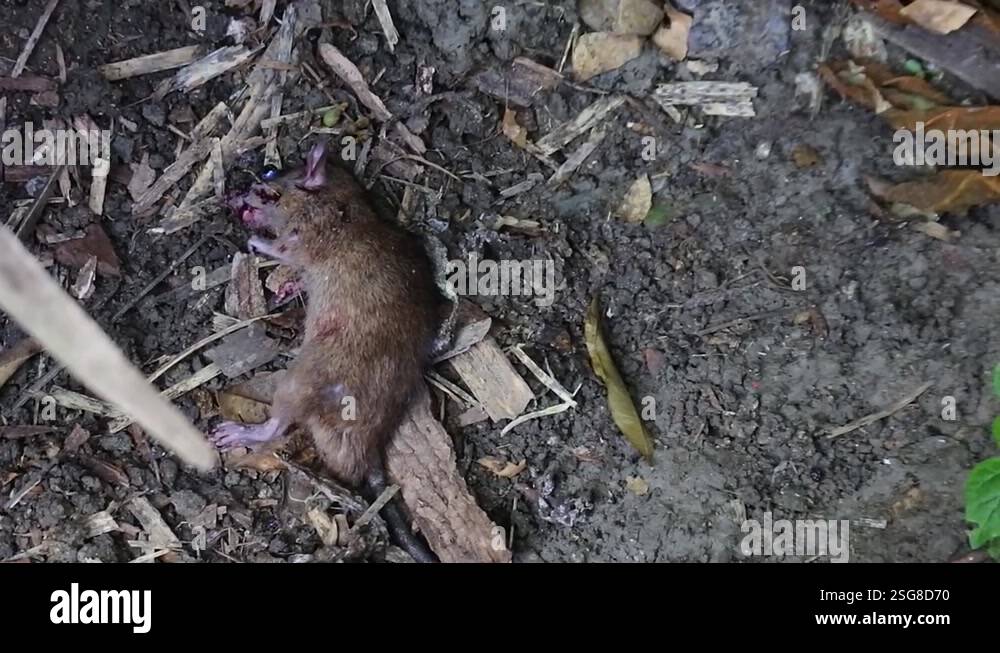 A rat is dying on the ground after being attacked by a venomous snake ...