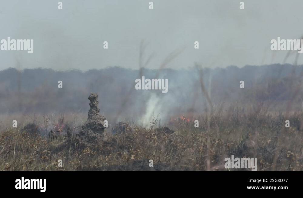 Wildfires in Brazil caused by deforestation of the Amazon rainforest ...