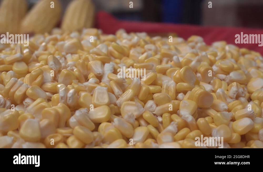 Maize or corn has become a staple food in many parts of the world Stock ...