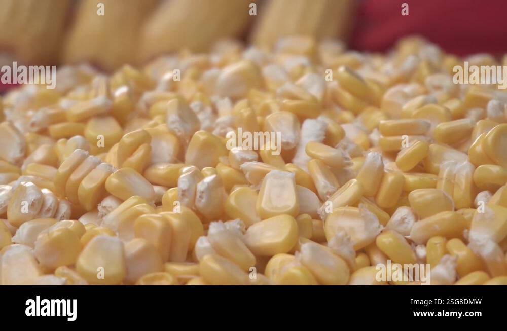 Maize or corn has become a staple food in many parts of the world Stock ...