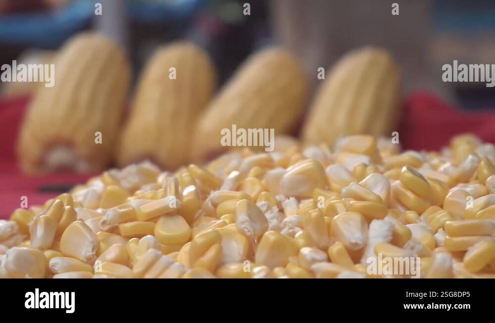 Maize or corn has become a staple food in many parts of the world Stock ...