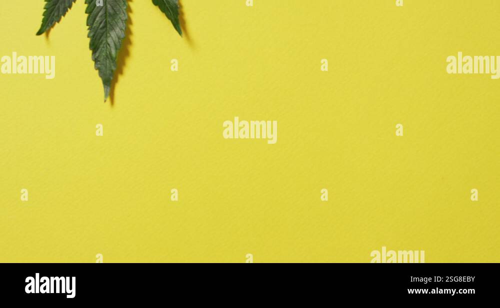 Video of marijuana leaf on yellow background Stock Video Footage - Alamy