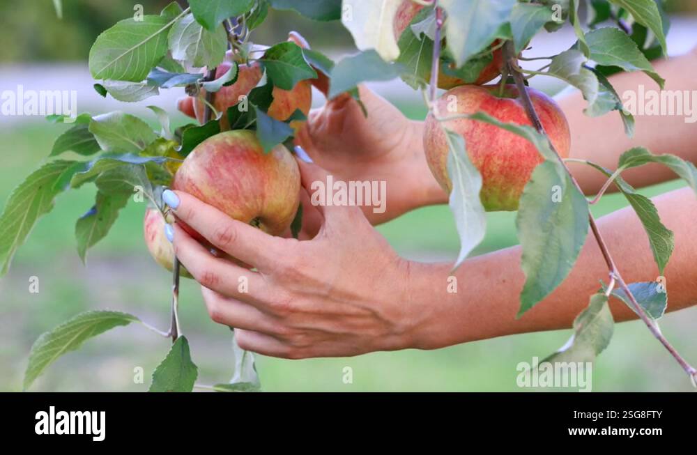 Large delicious apples grow on the apple tree, women's hands gently ...