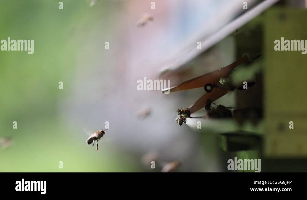 Bees fly into the hive. honey bee at work. Bees flying, close-up view ...
