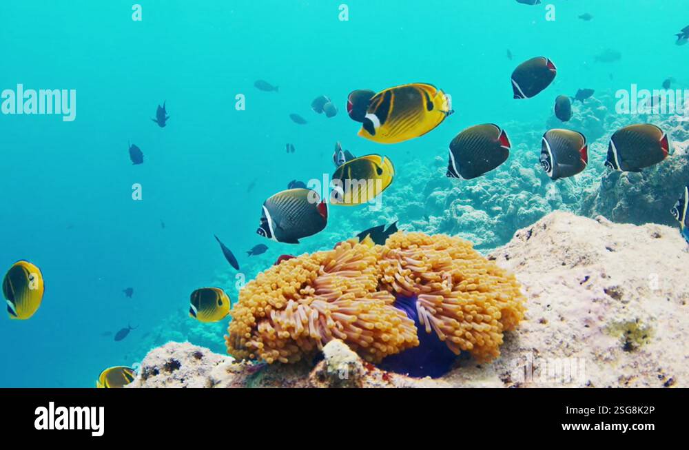 Fishes swim on the coral reef in the Maldives. Underwater scene of the ...
